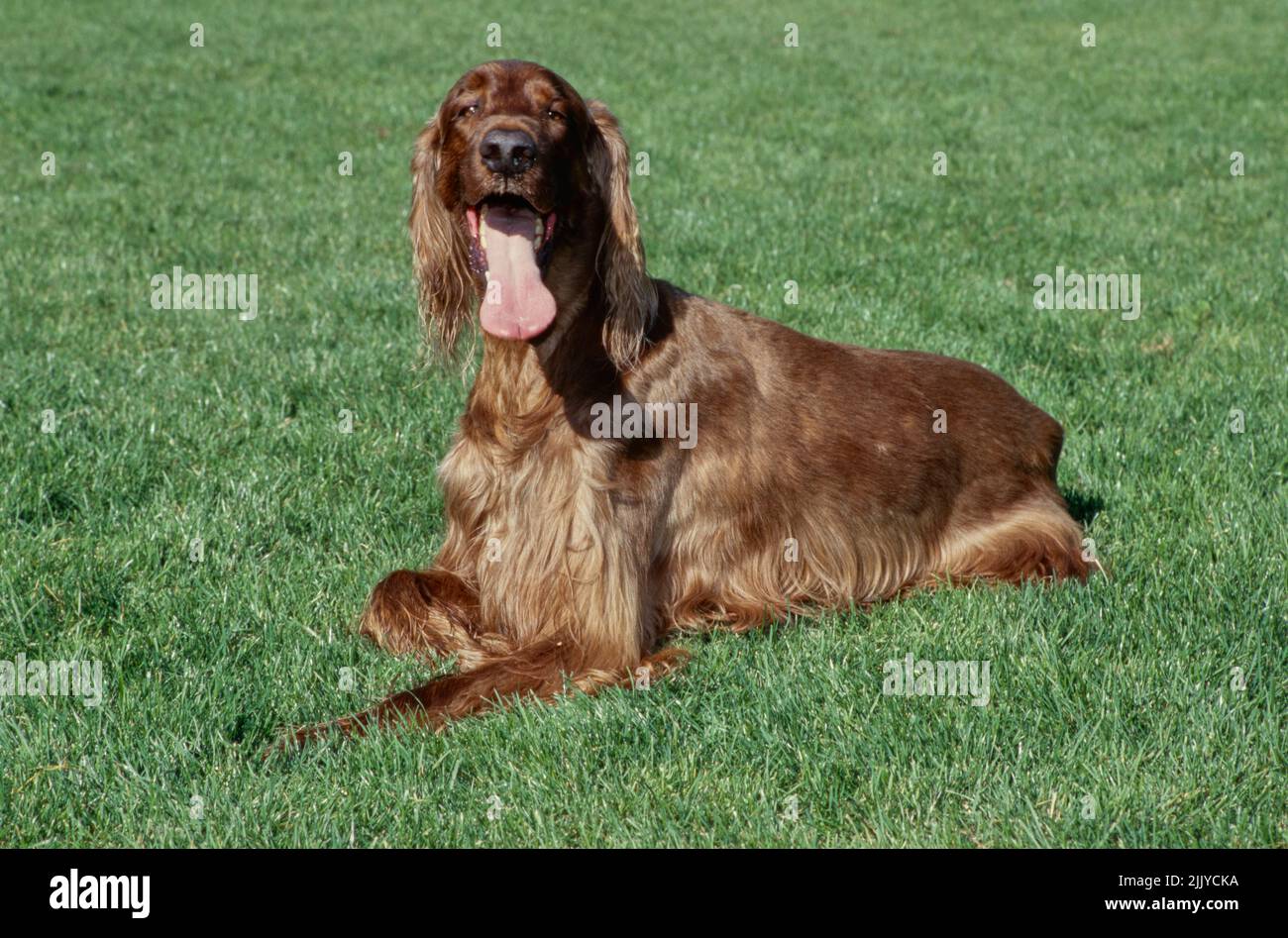 Irish Setter in grass Stock Photo - Alamy