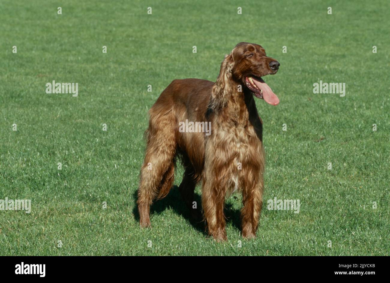 Irish Setter in grass Stock Photo - Alamy