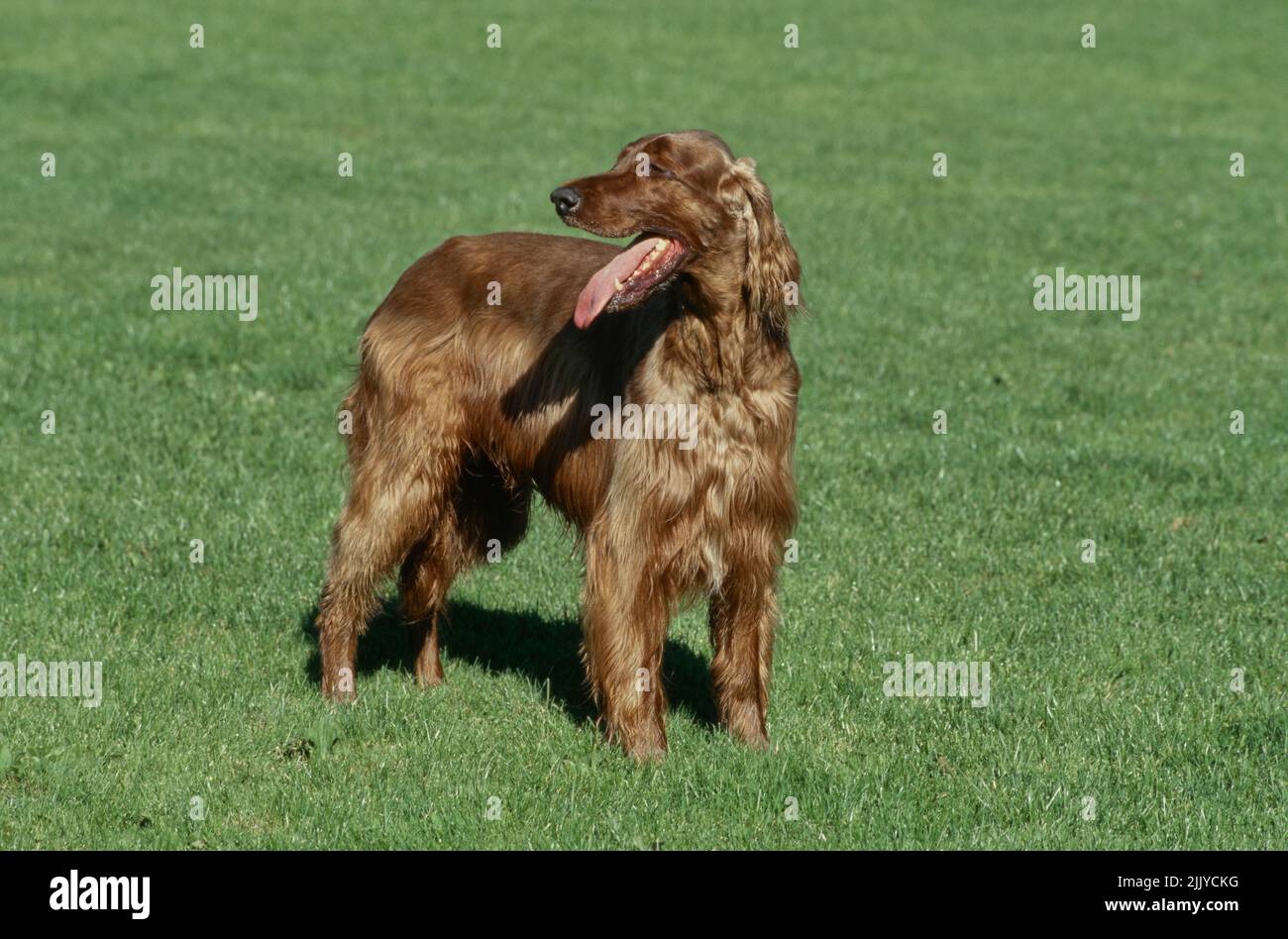Irish Setter in grass Stock Photo - Alamy