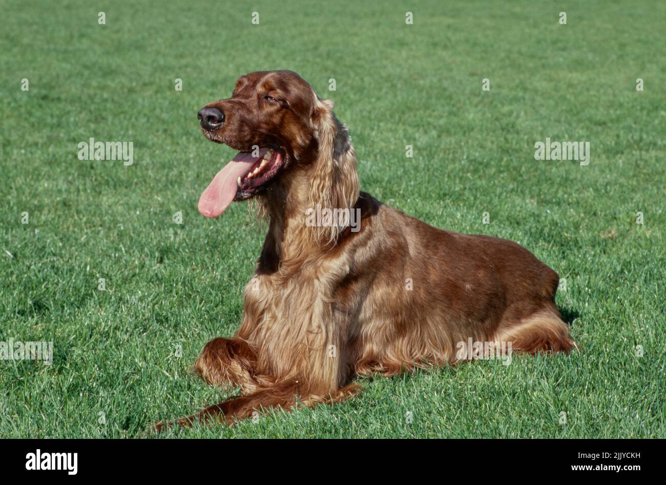 Irish Setter in grass Stock Photo - Alamy
