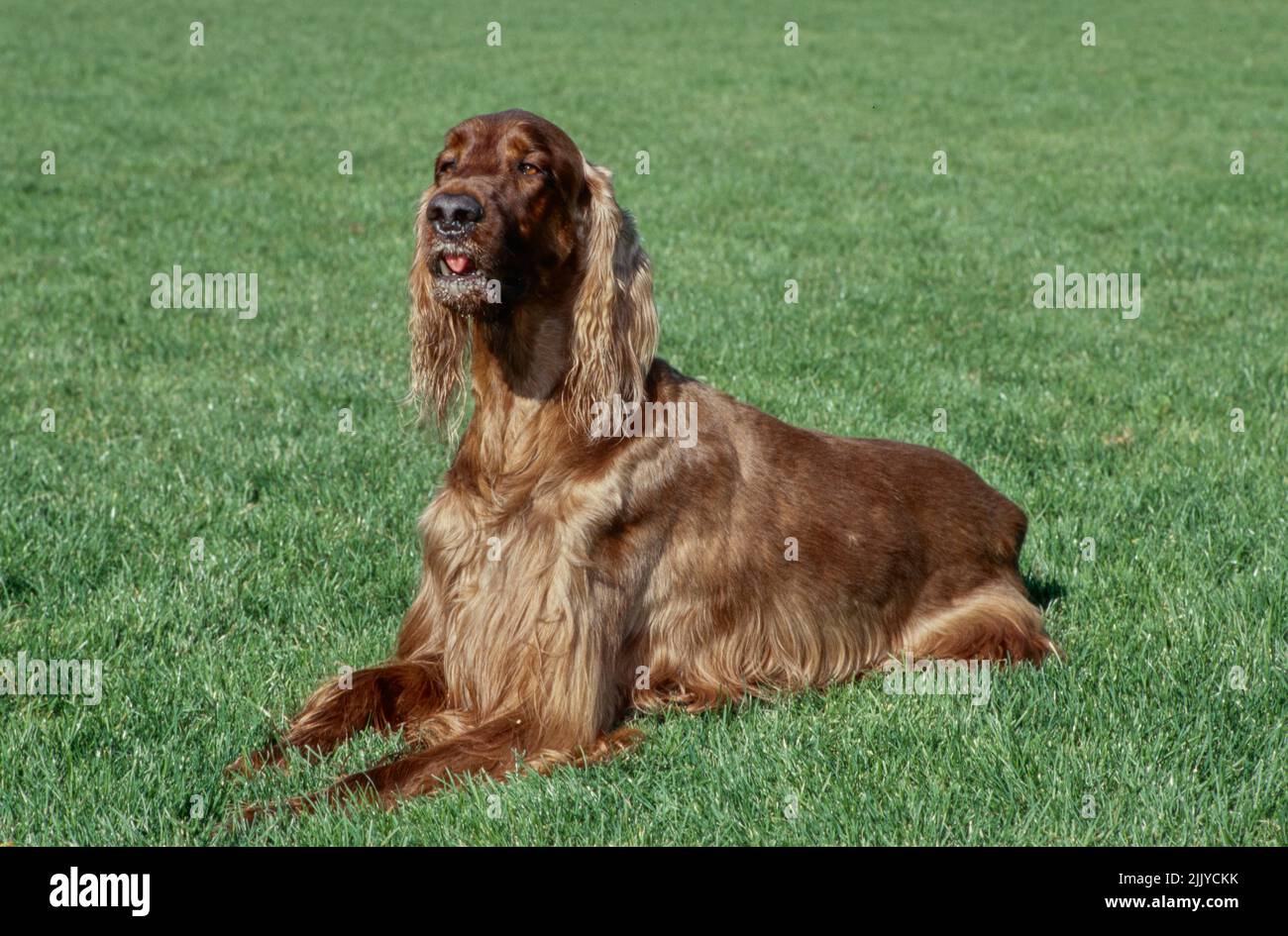 Irish Setter in grass Stock Photo - Alamy