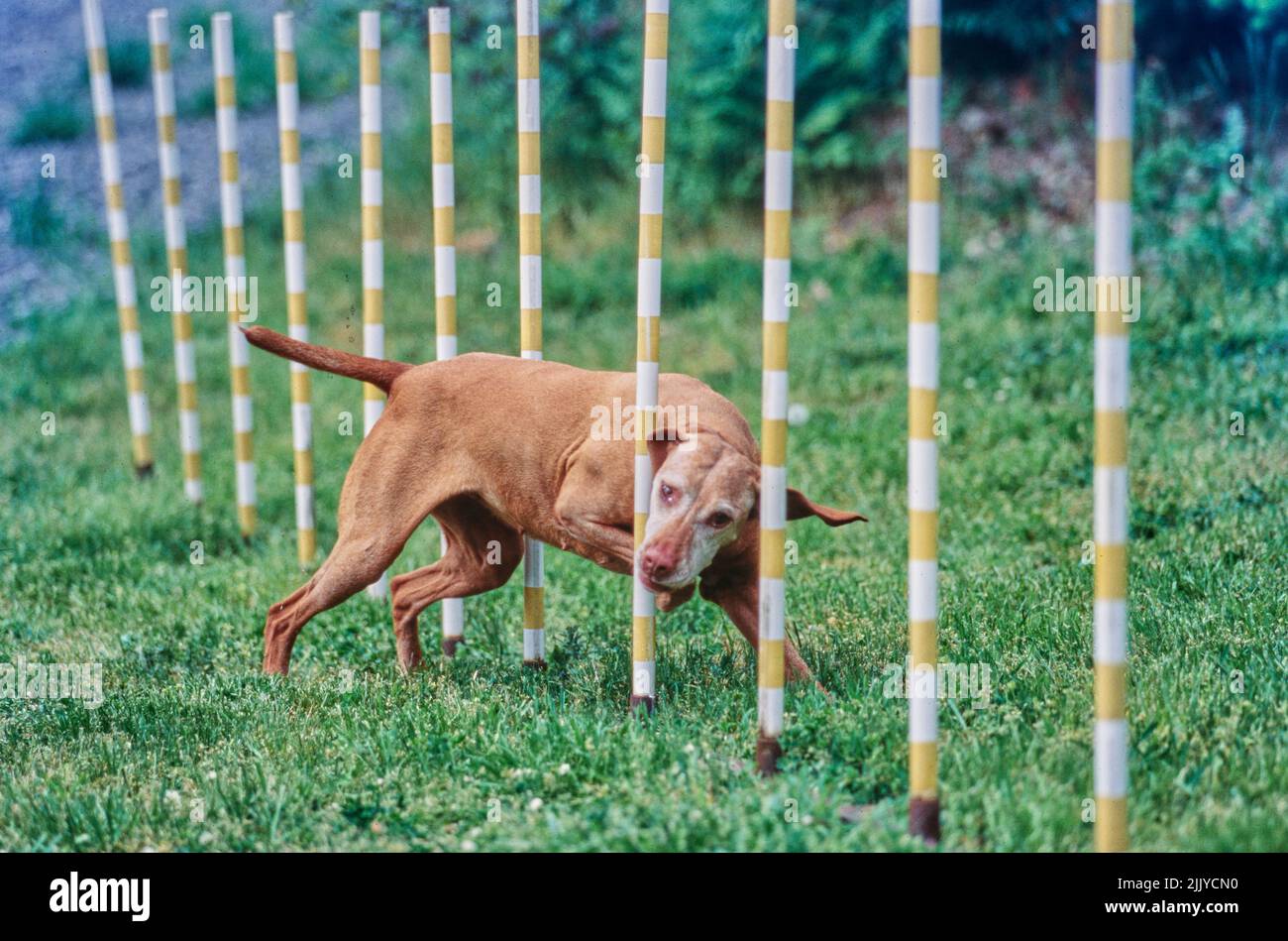 Vizsla running through obstacle course poles Stock Photo - Alamy