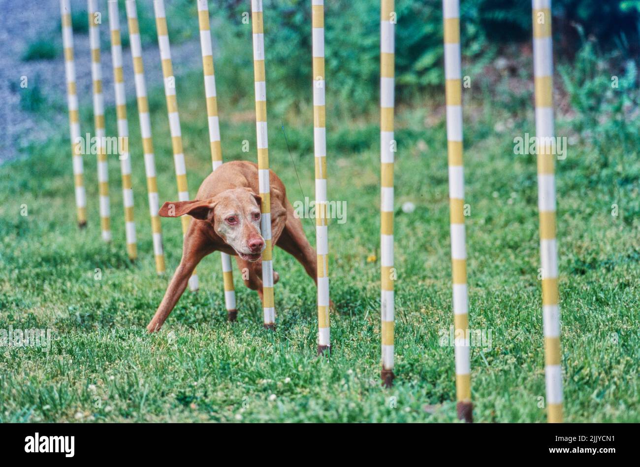 Vizsla running through obstacle course poles Stock Photo - Alamy