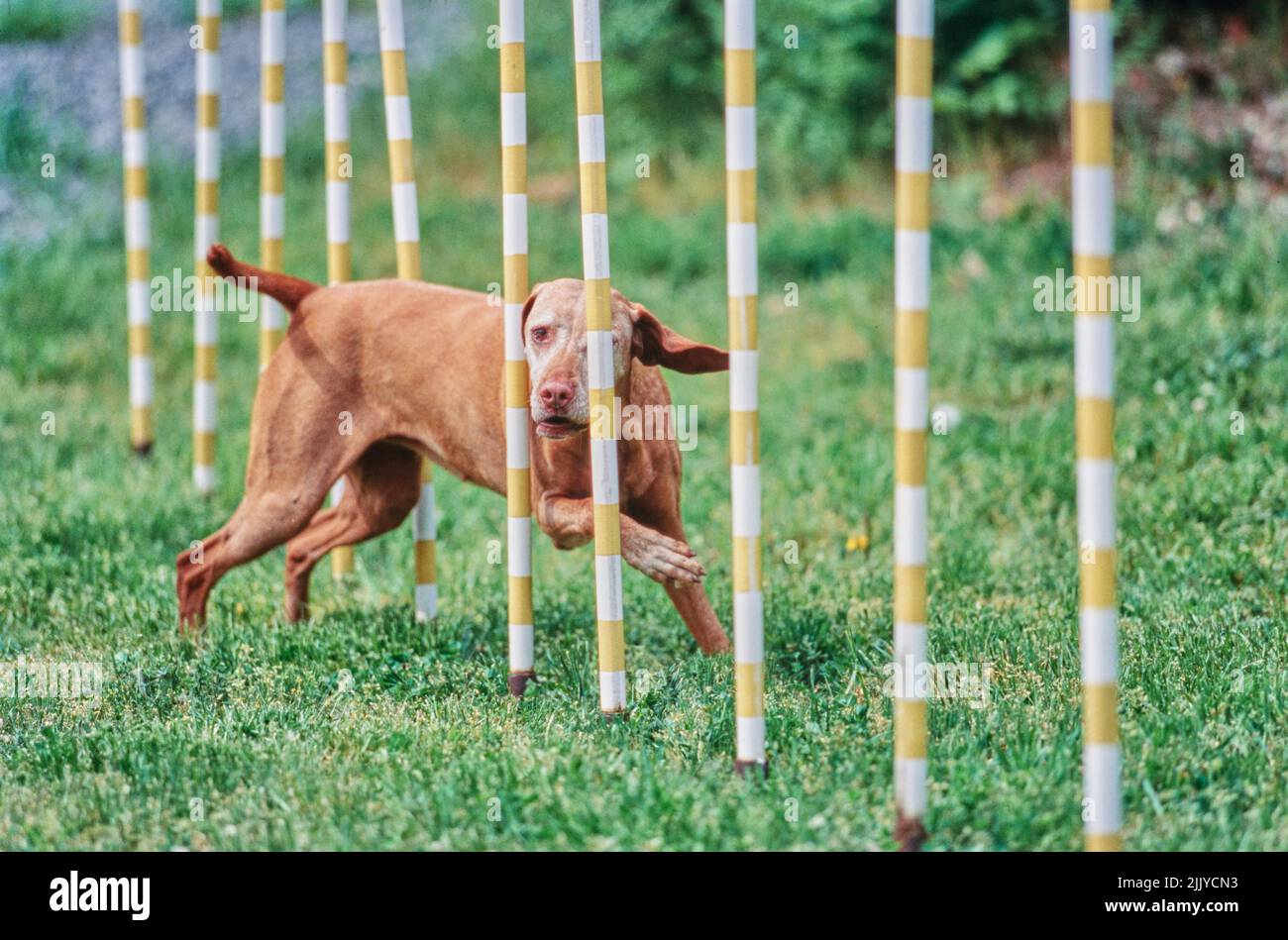 Vizsla running through obstacle course poles Stock Photo - Alamy