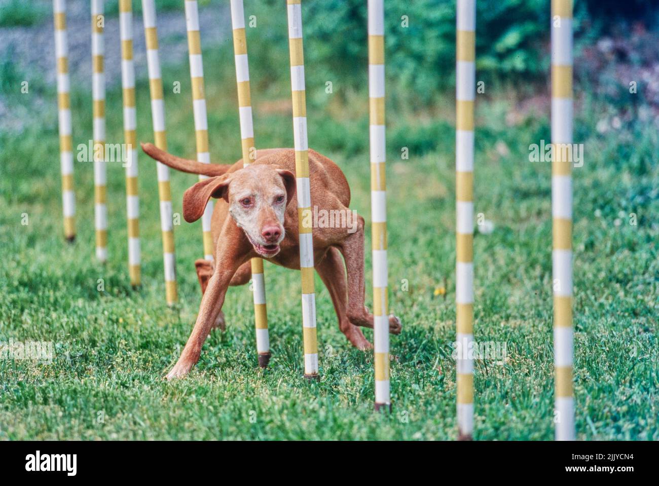 Vizsla running through obstacle course poles Stock Photo - Alamy