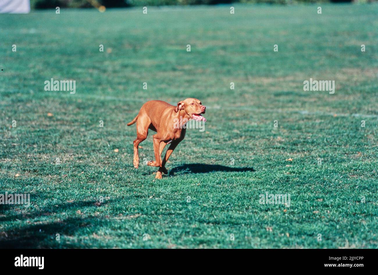 Vizsla in grass hi-res stock photography and images - Alamy