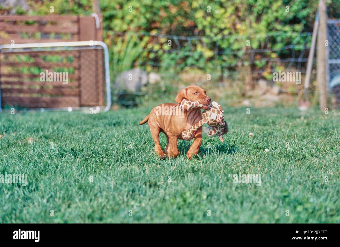 Vizsla puppy running outside in grass with stuffed animal toy Stock ...