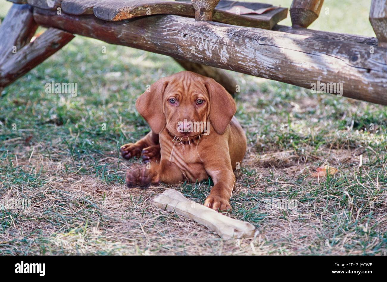Can A Dog Eat Laying Down