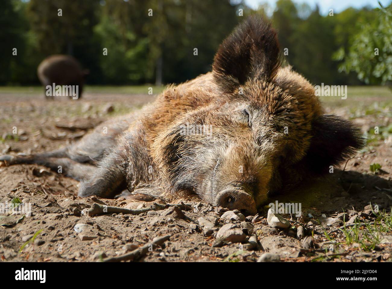 A wild boar sleeping under the sunlight in the nature Stock Photo - Alamy