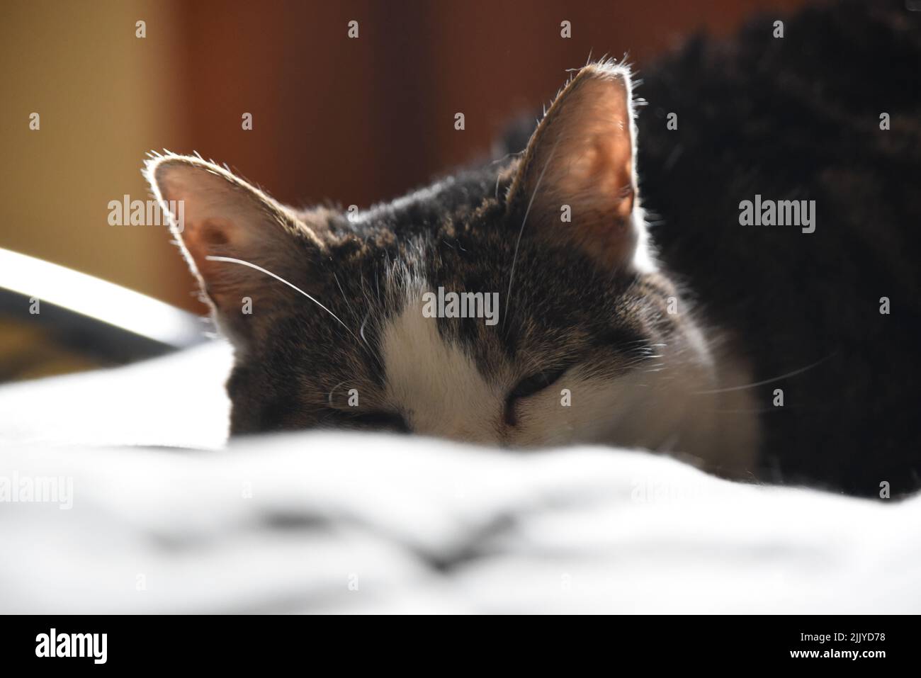 Cute cat resting on a blanket Stock Photo - Alamy