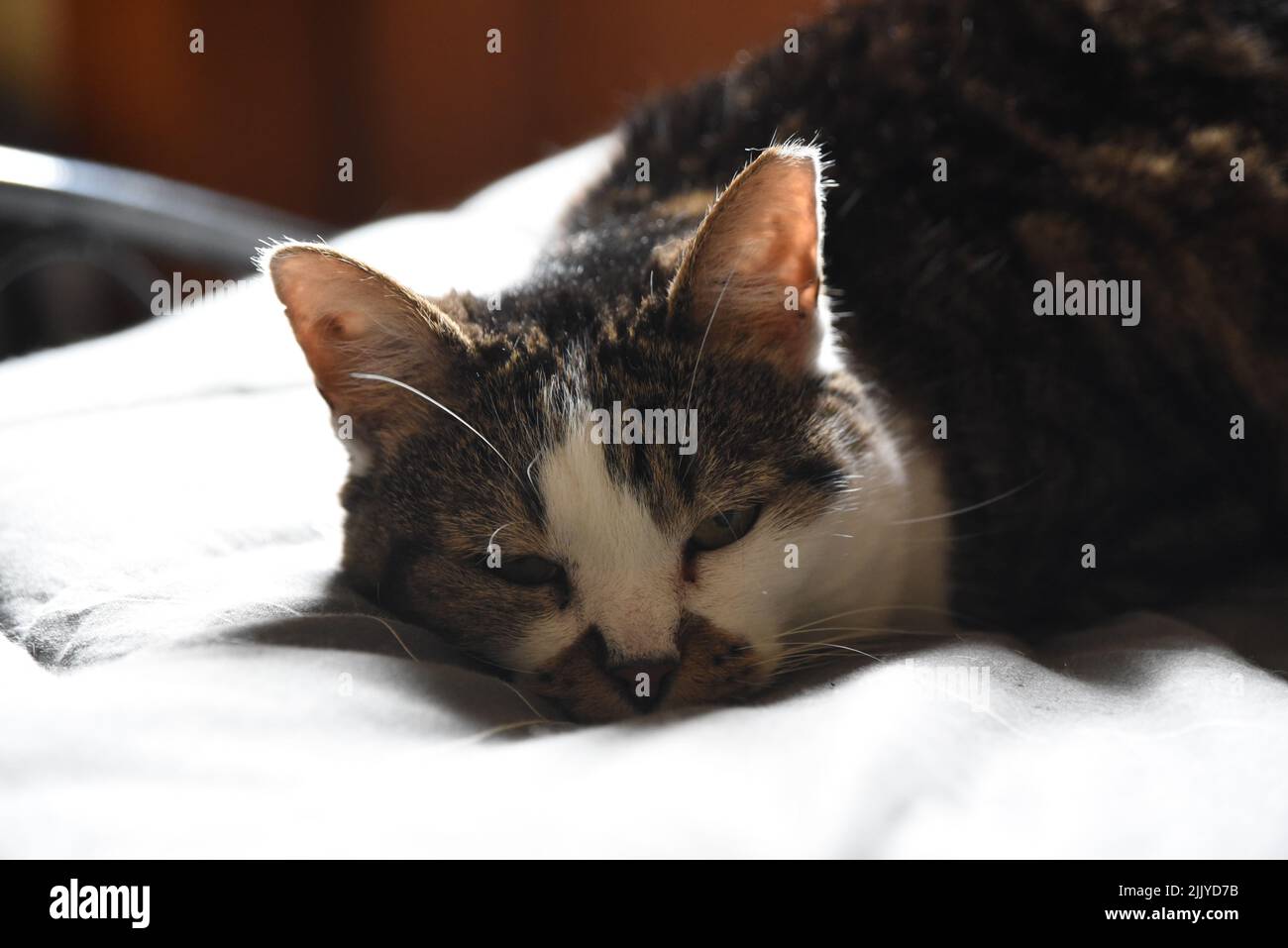 Cute cat resting on a blanket Stock Photo - Alamy
