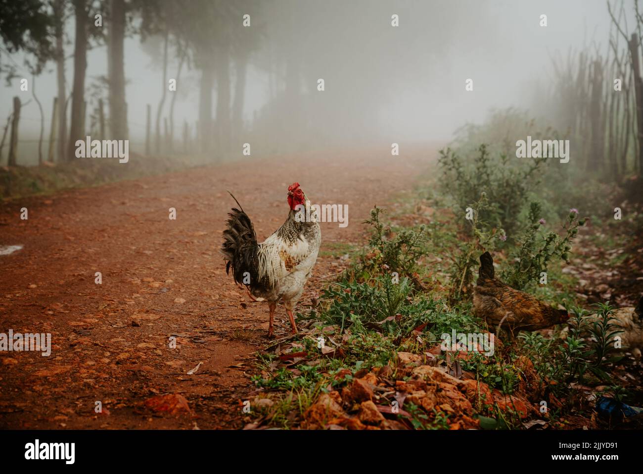 Rooster in the African countryside. Red soil and simple farming rural ...