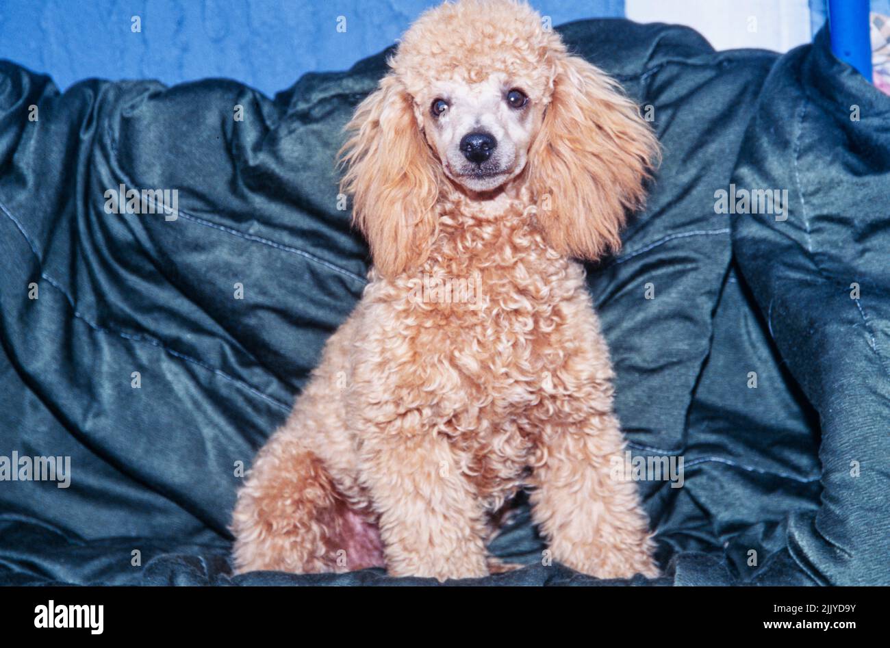 Toy Poodle sitting on black couch Stock Photo - Alamy