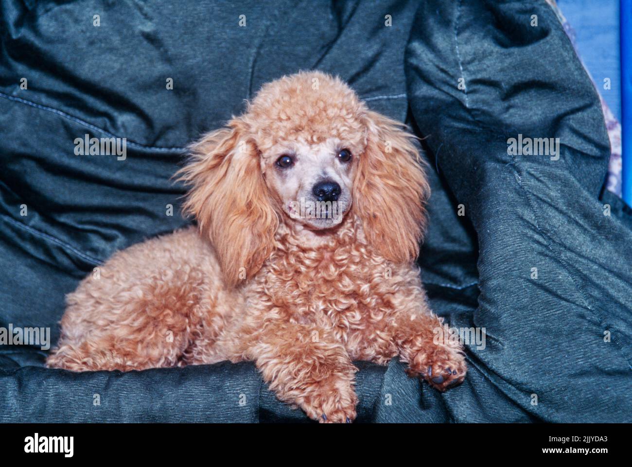 Toy Poodle sitting on black couch Stock Photo - Alamy