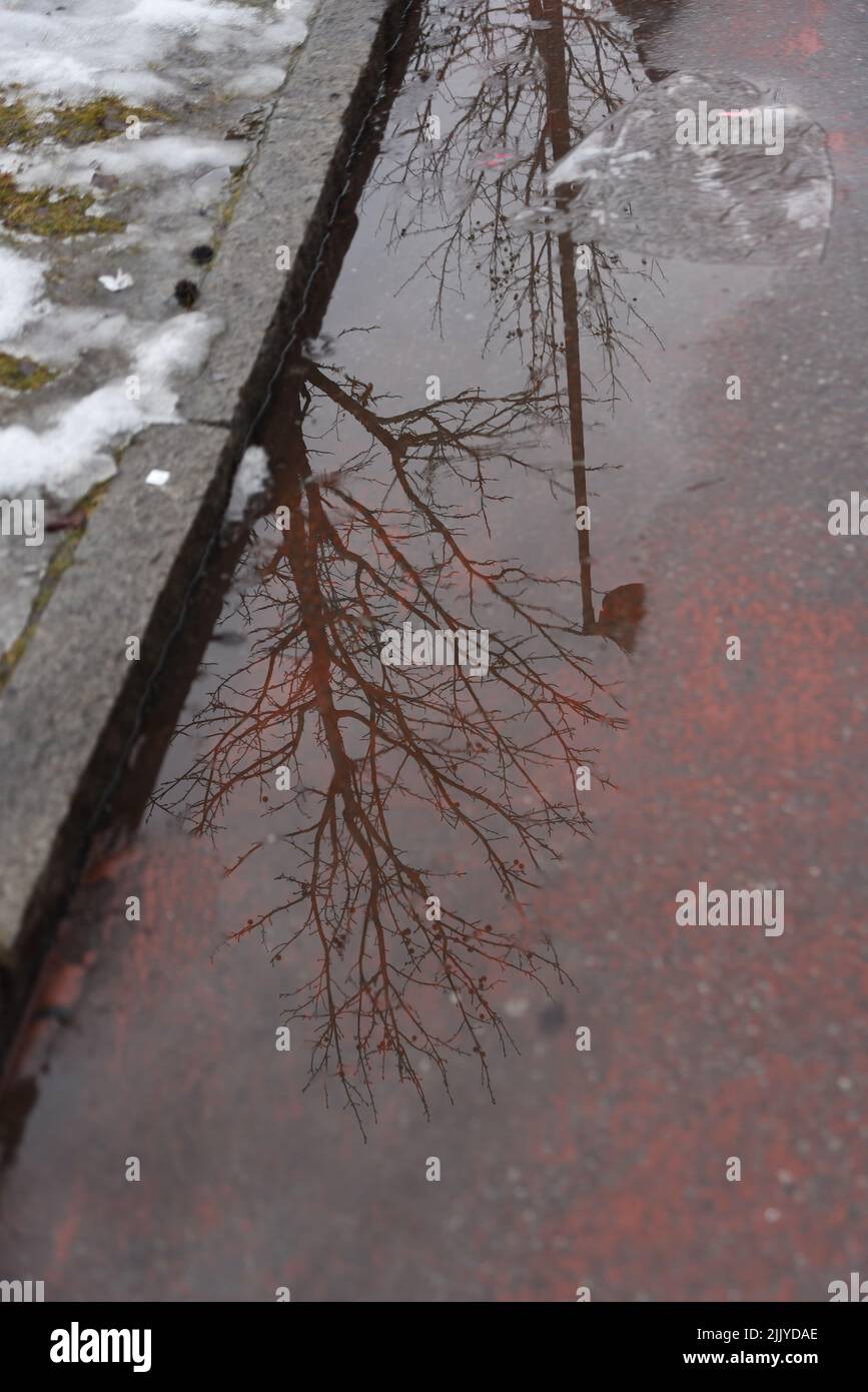 Reflection in a pond Stock Photo - Alamy
