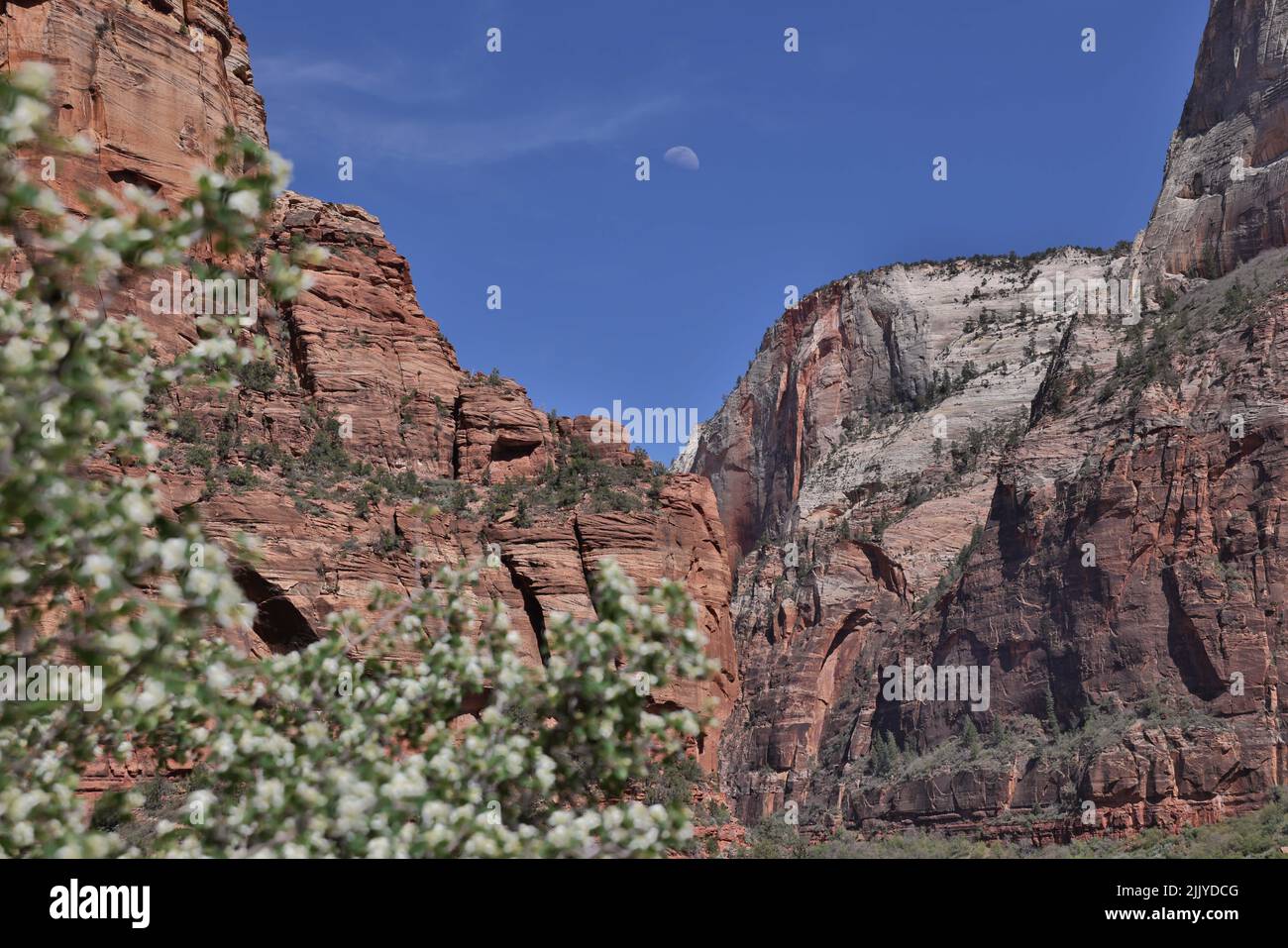The Angels Landing Trail, beautiful views over the Virgin River canyon ...