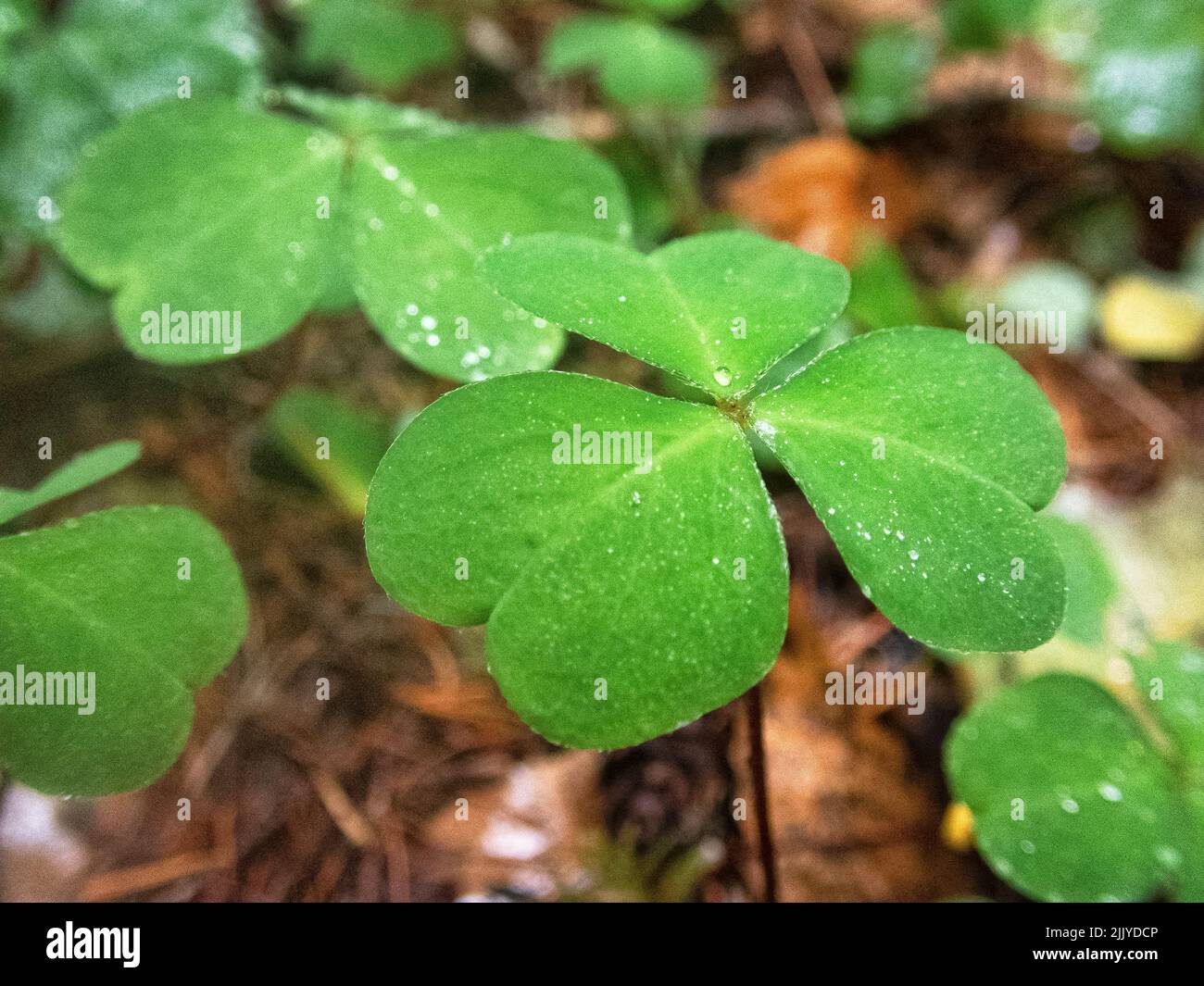 tThe three-pronged leaves of a yellow wood sorrel plant in the pacific ...