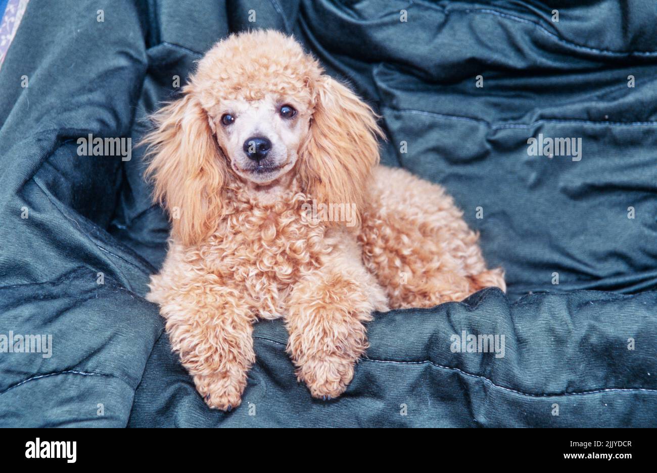 Toy Poodle sitting on black couch Stock Photo - Alamy