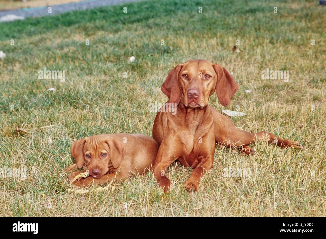 Two Vizslas laying in grass outside Stock Photo - Alamy