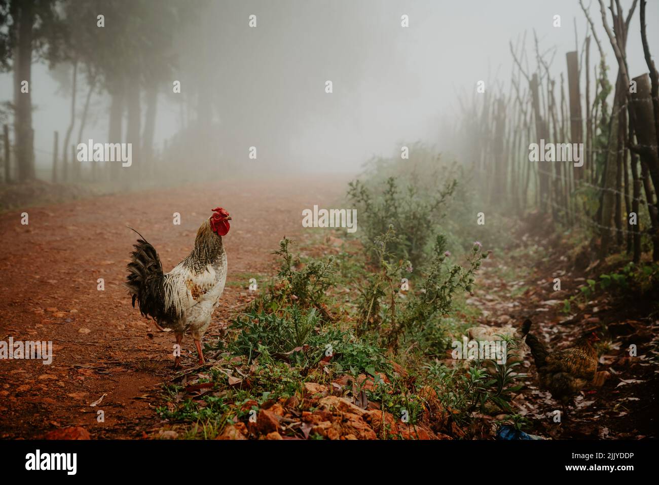 Agriculture in Africa. A hen in the African countryside. Red soil and ...