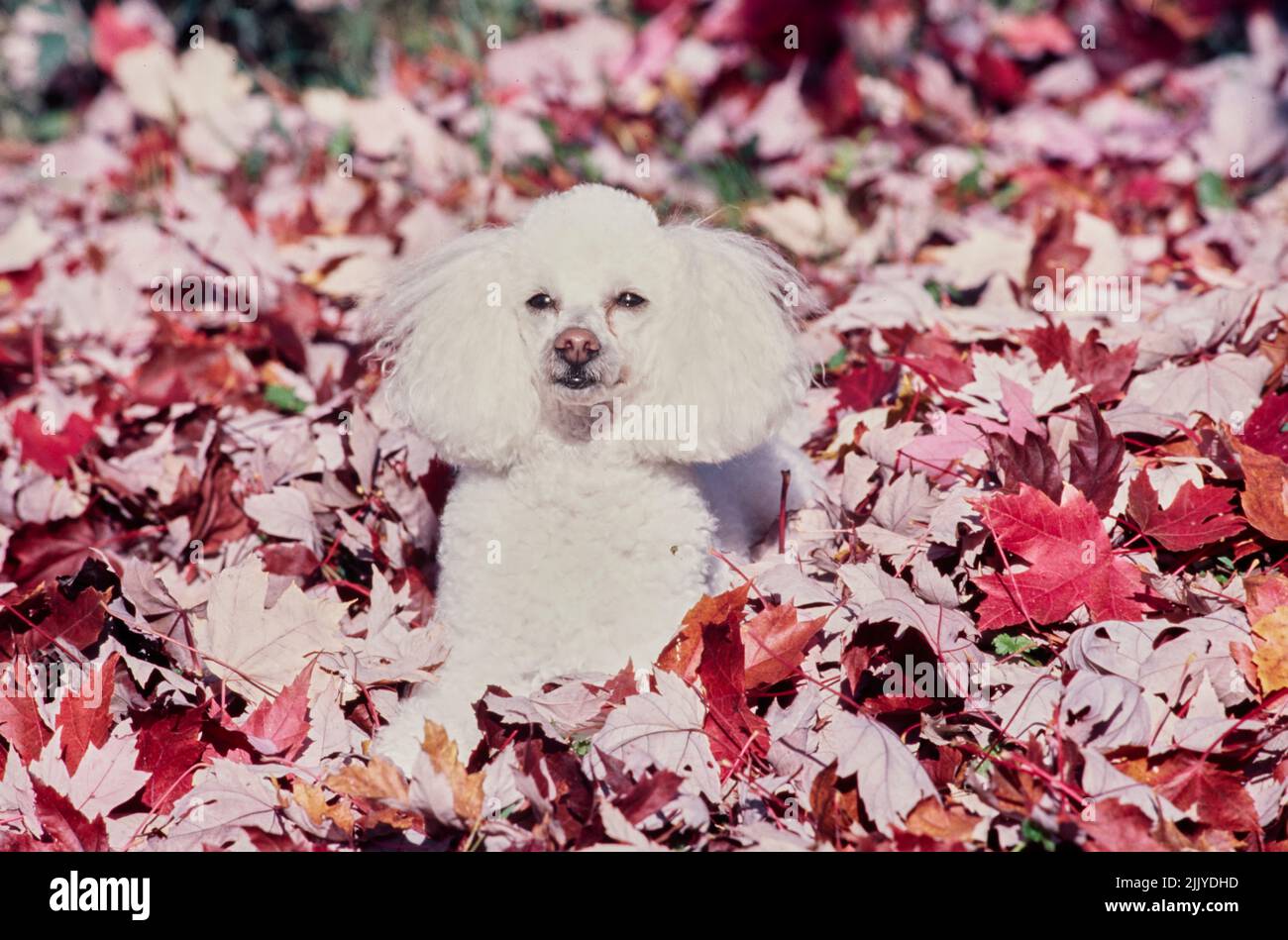 Toy Poodle laying in autumn leaves outside Stock Photo - Alamy
