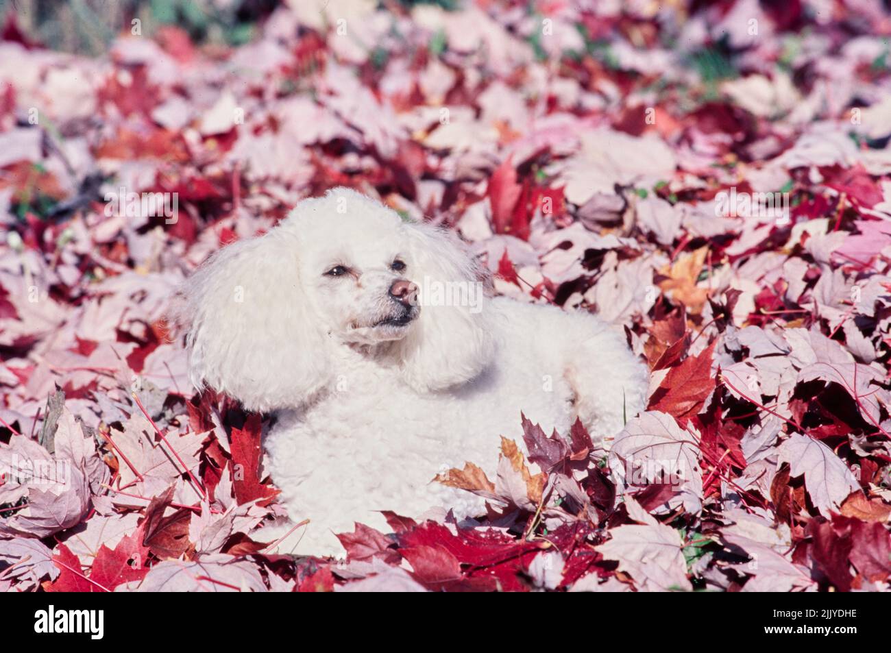 Toy Poodle laying in autumn leaves outside Stock Photo - Alamy