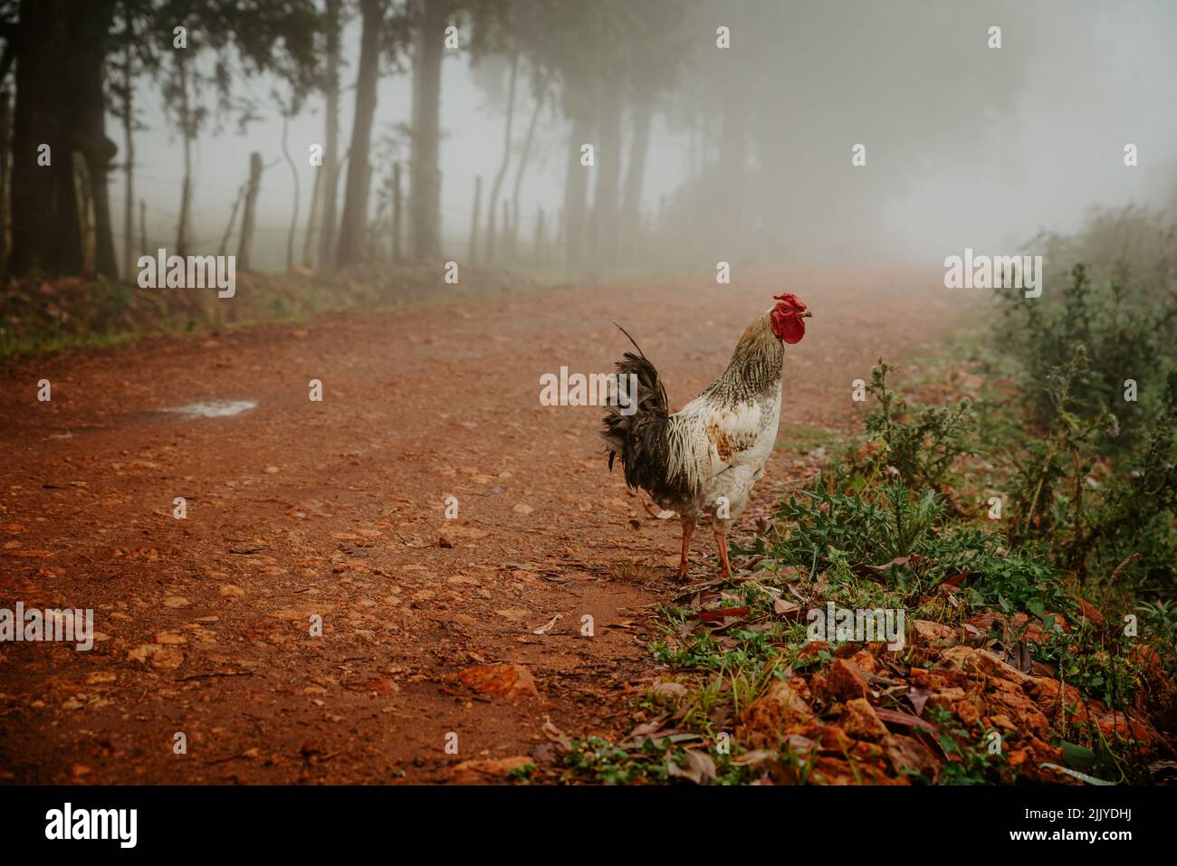 Rooster in the African countryside. Red soil and simple farming rural ...