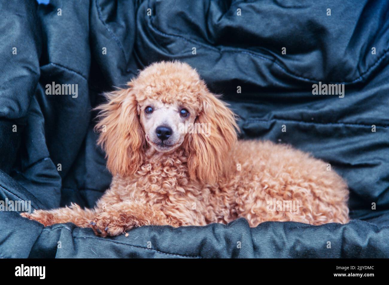 Toy Poodle sitting on black couch Stock Photo - Alamy