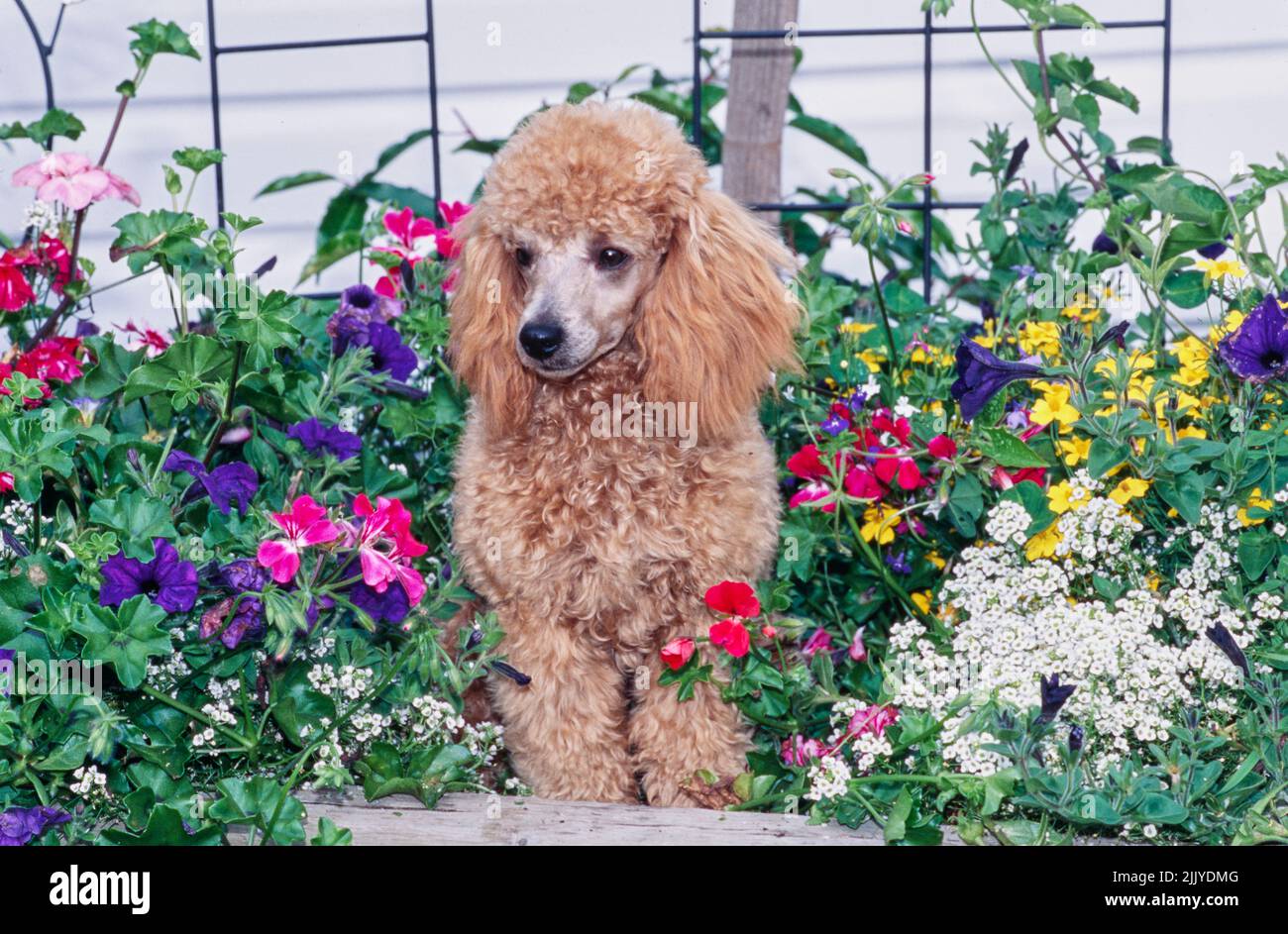 Toy Poodle sitting in flower bed outside Stock Photo - Alamy