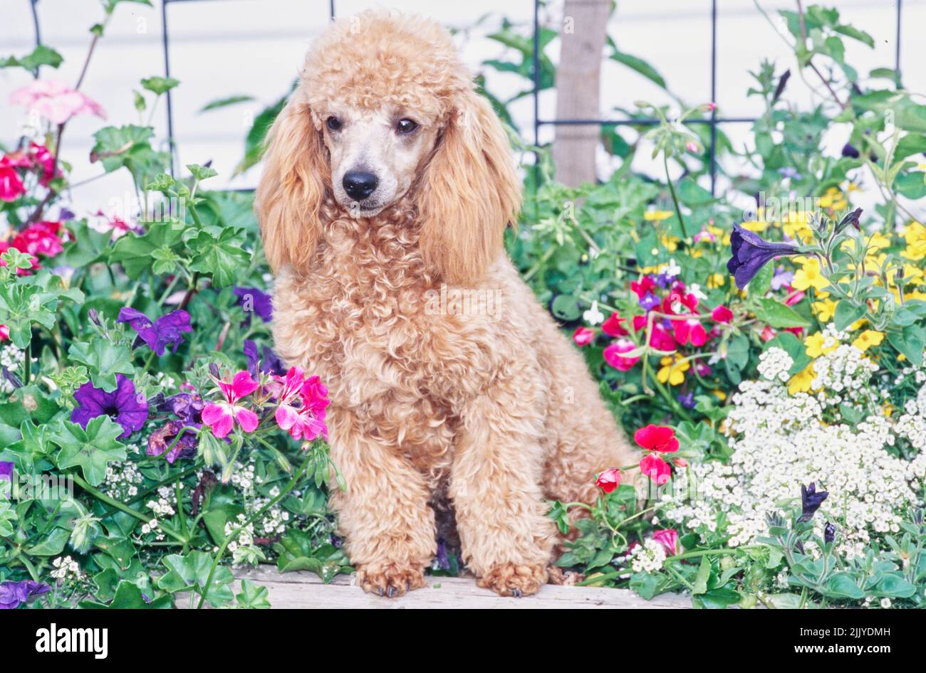 Toy Poodle sitting in flower bed outside Stock Photo - Alamy