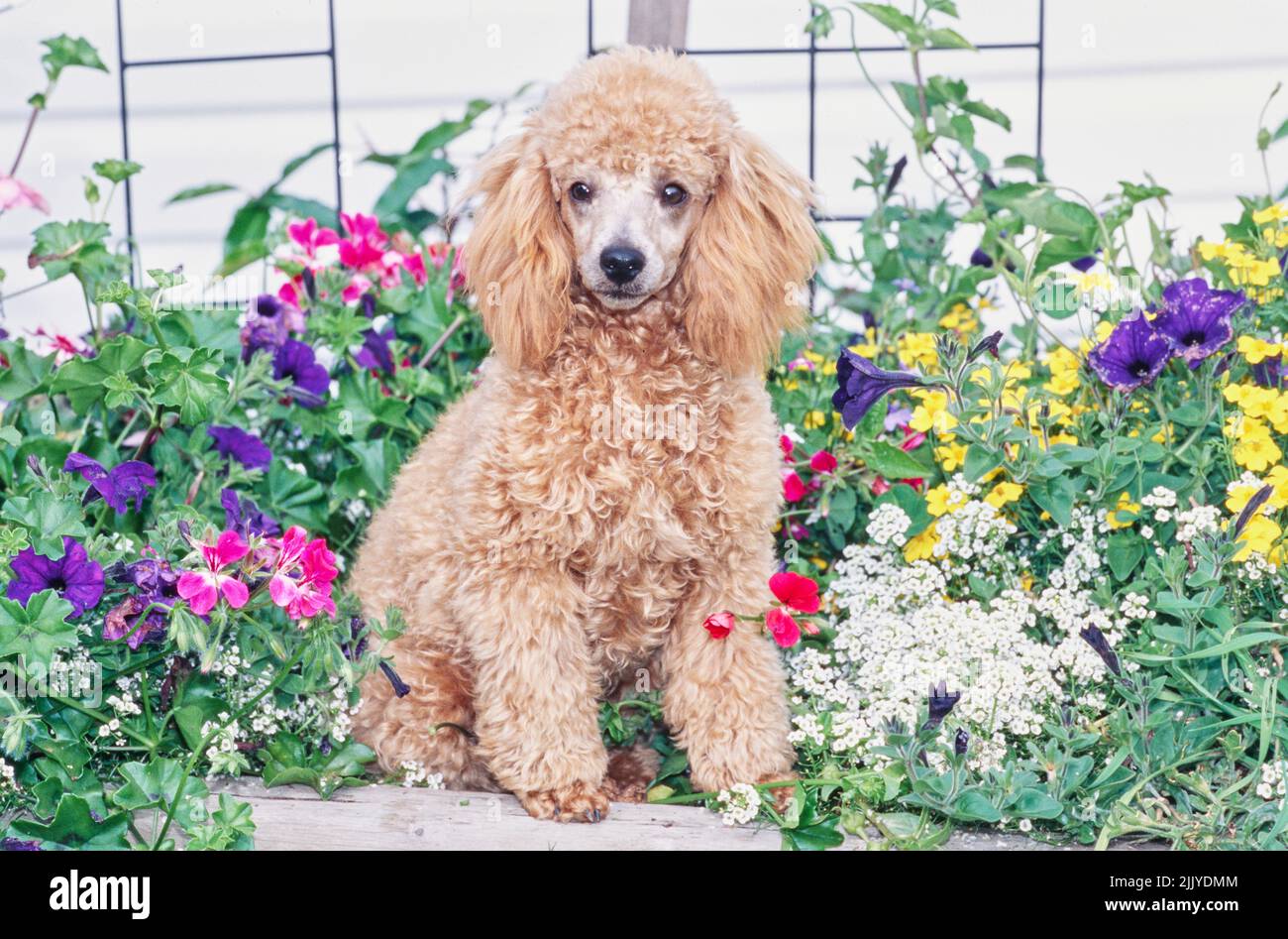 Toy Poodle sitting in flower bed outside Stock Photo - Alamy
