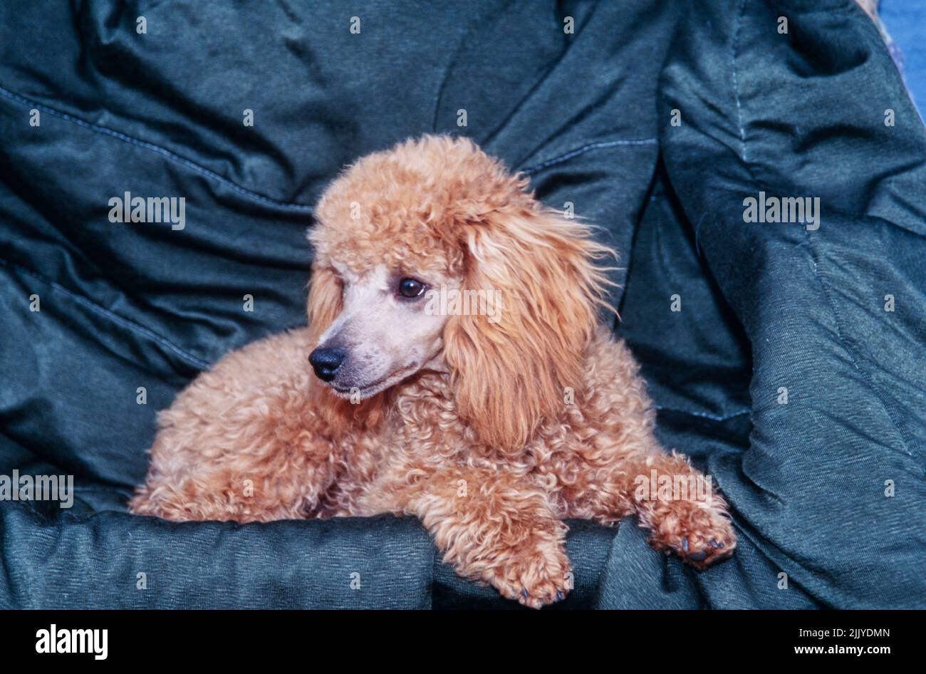 Toy Poodle sitting on black couch Stock Photo - Alamy