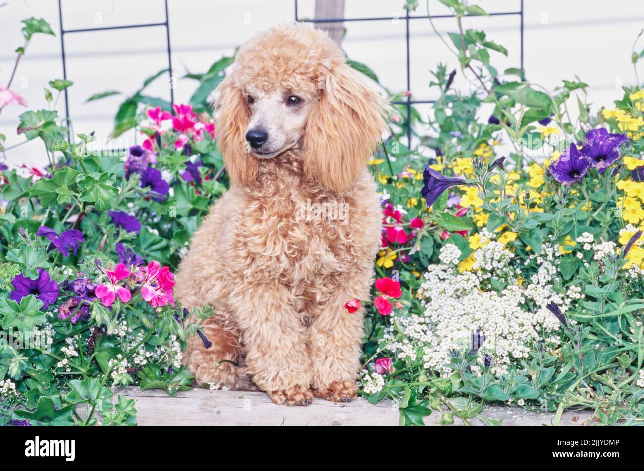 Toy Poodle sitting in flower bed outside Stock Photo - Alamy