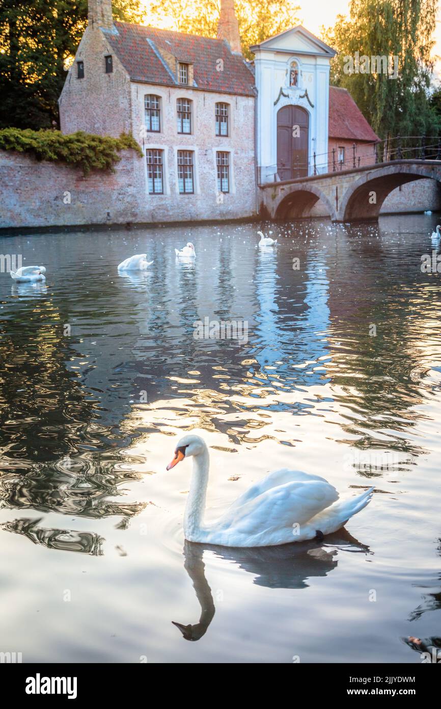 Single swan floating on Brugge canal waters with bridge, Belgium Stock ...