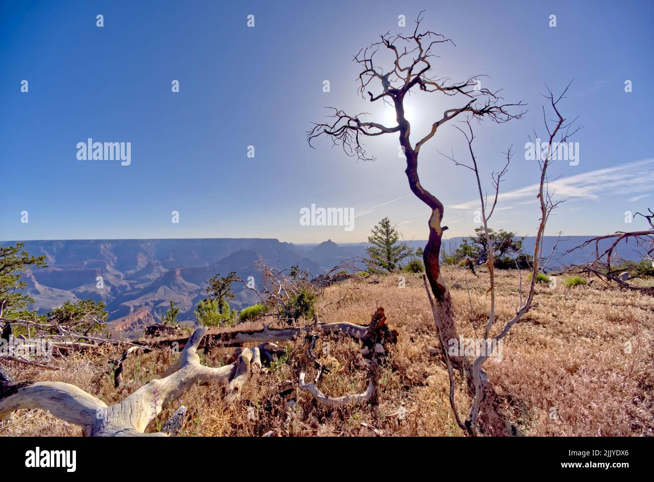 Dead trees in a forest east of Shoshone Point that was burned many ...