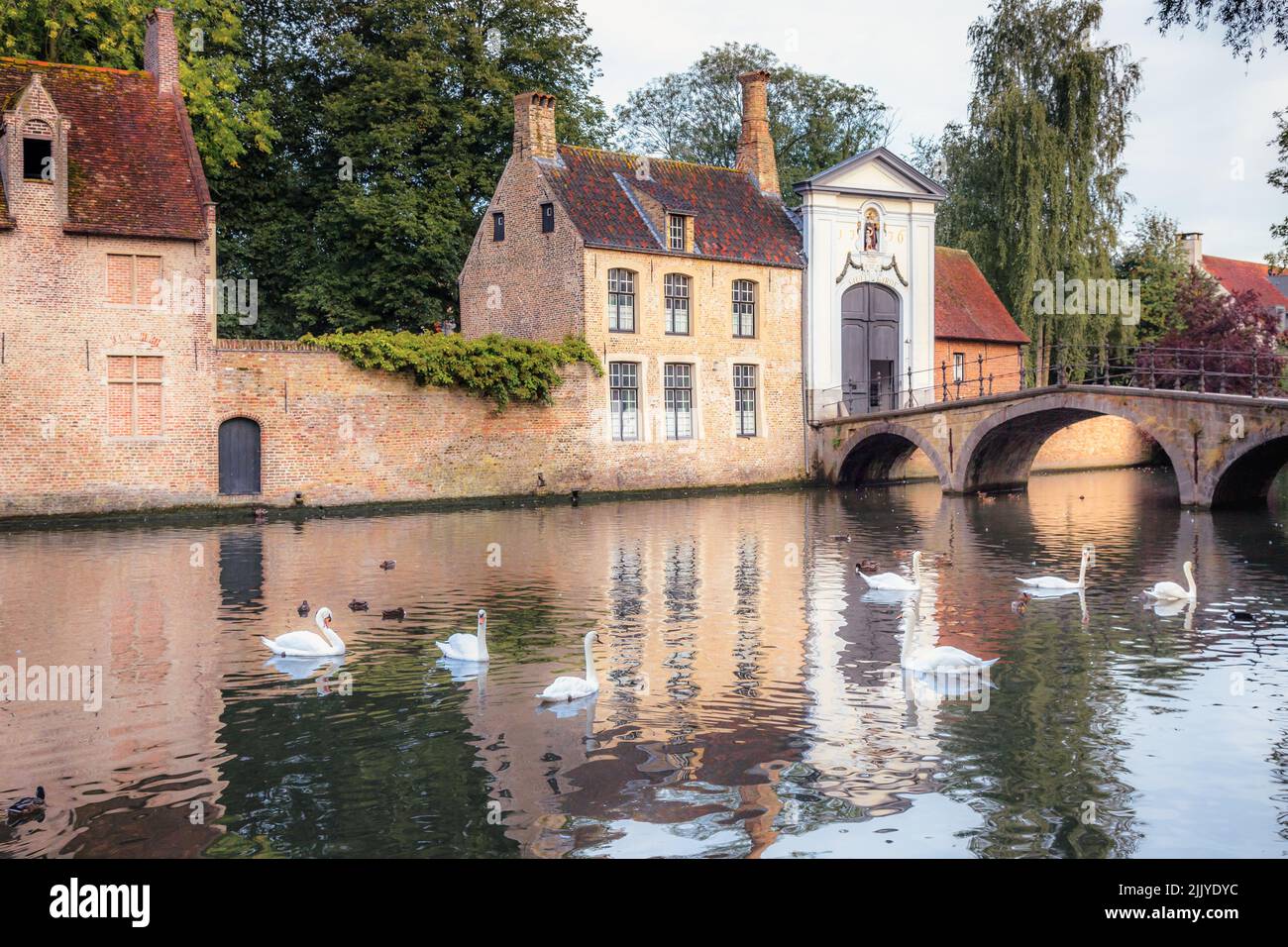 Swans line floating on Brugge canal waters with bridge, Belgium Stock ...