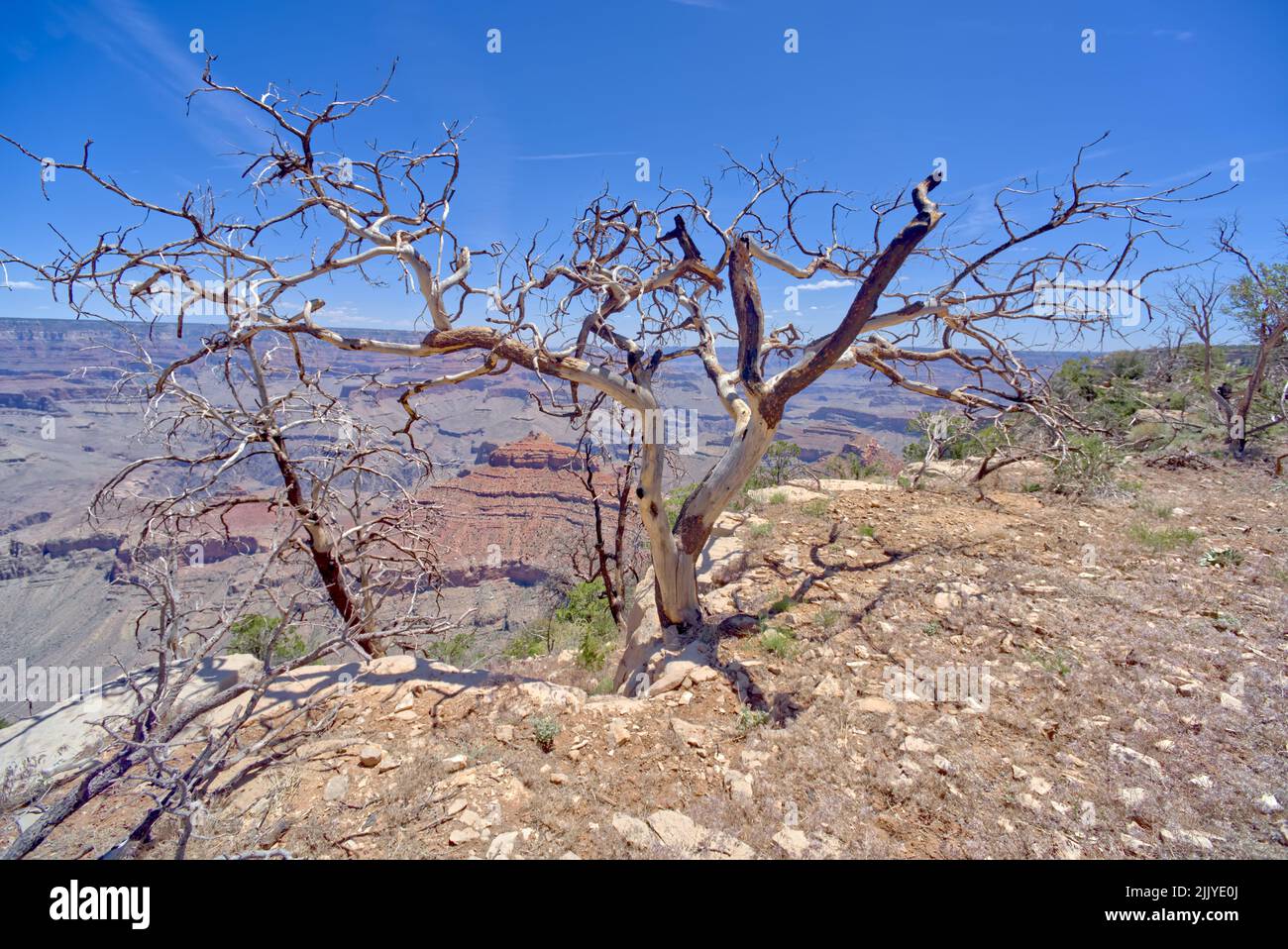 A burned and twisted dead tree on the edge of a cliff east of Yaki ...
