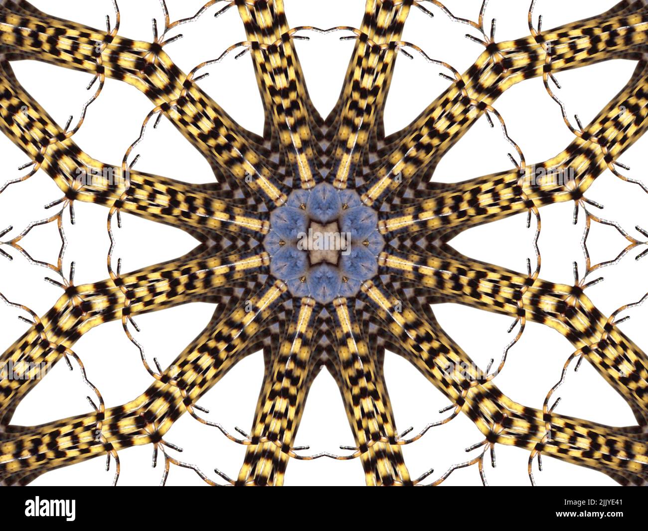 An abstract pattern made by taking a photo of a Garden Spider and ...