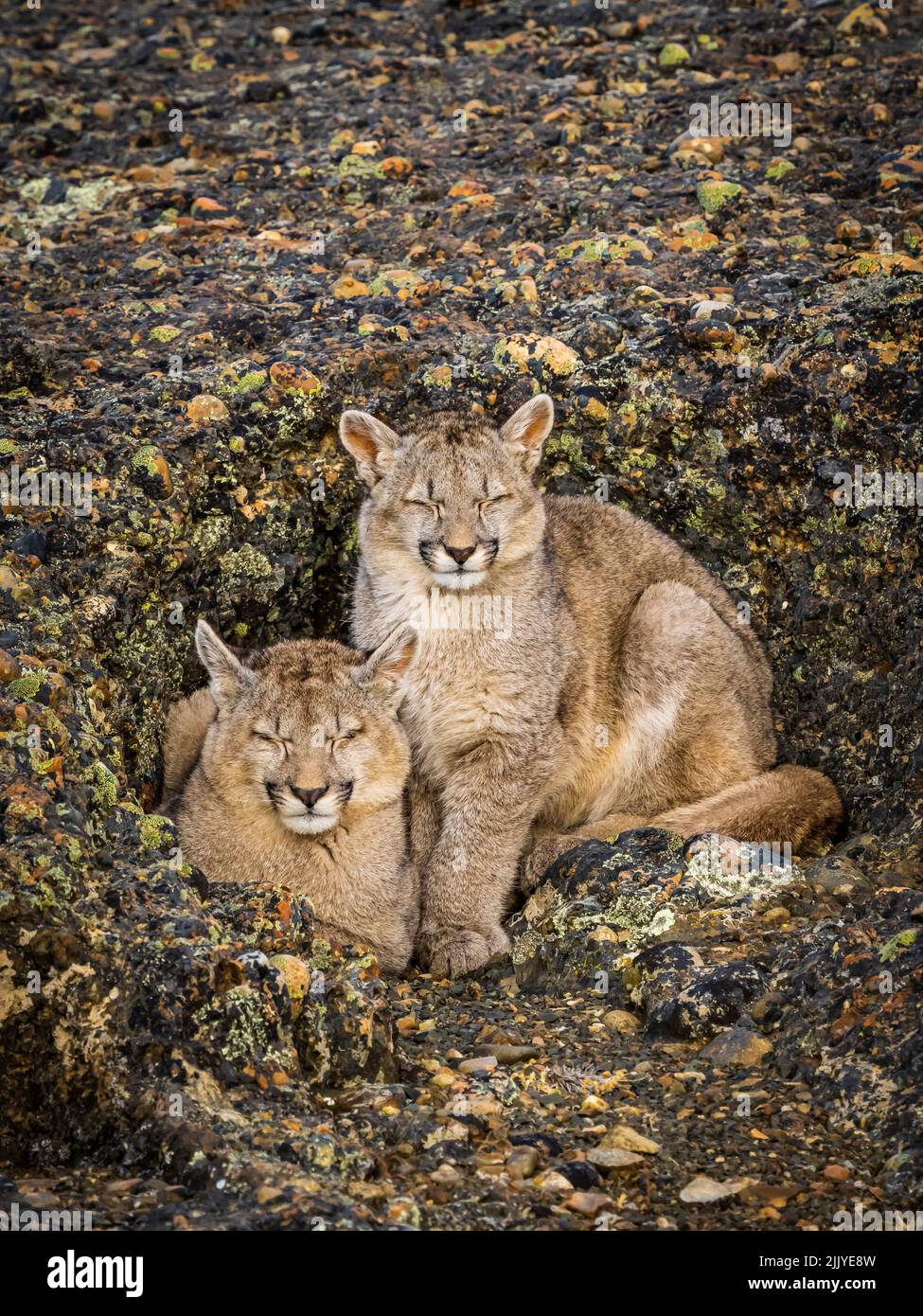 Kittens sleeping, Pumas (Puma concolor), Torres del Paine National Park ...