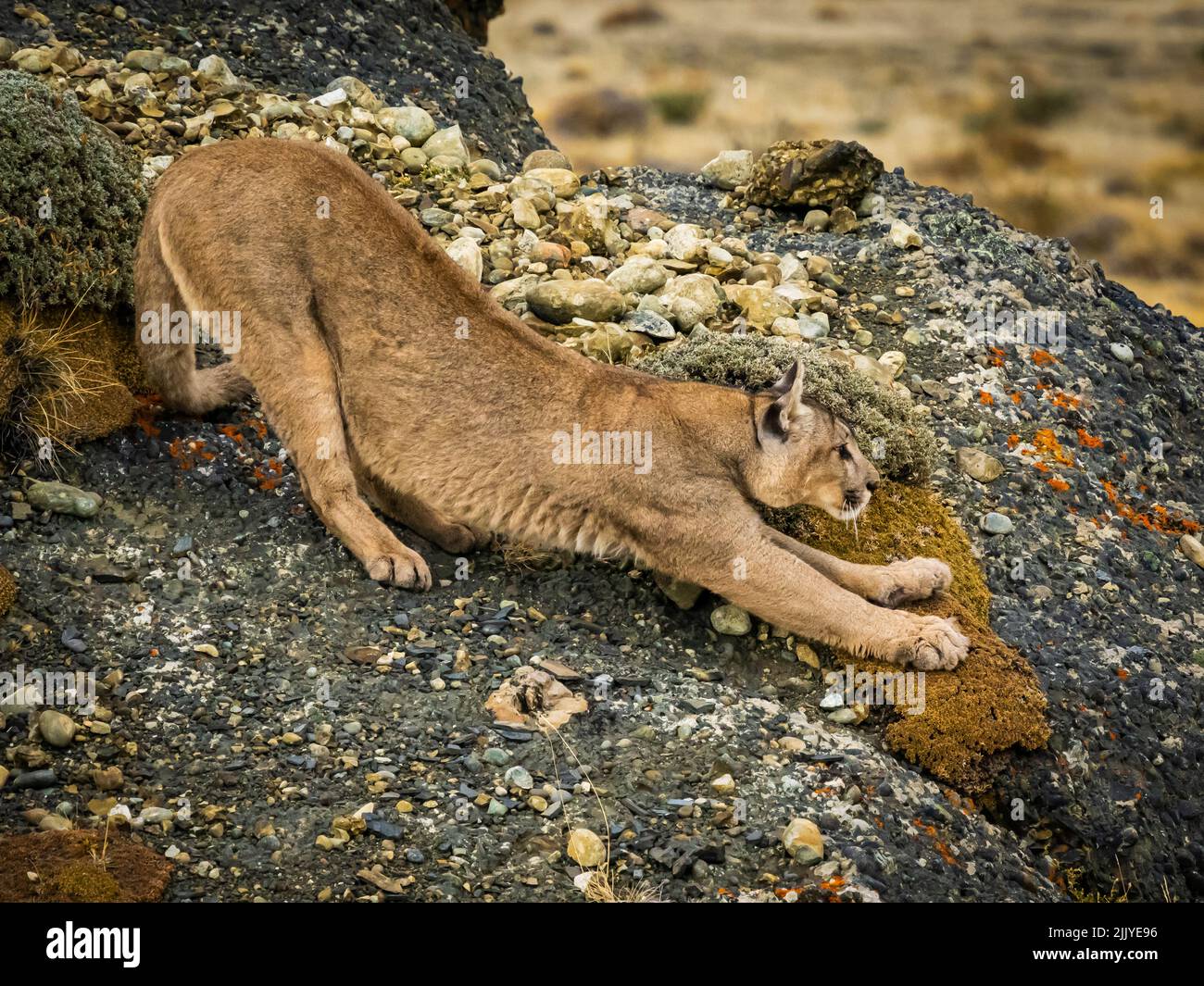Big stretch, Pumas (Puma concolor), Torres del Paine National Park ...