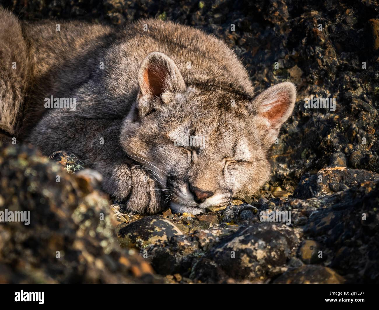 Puma sleeping hi-res stock photography and images - Alamy