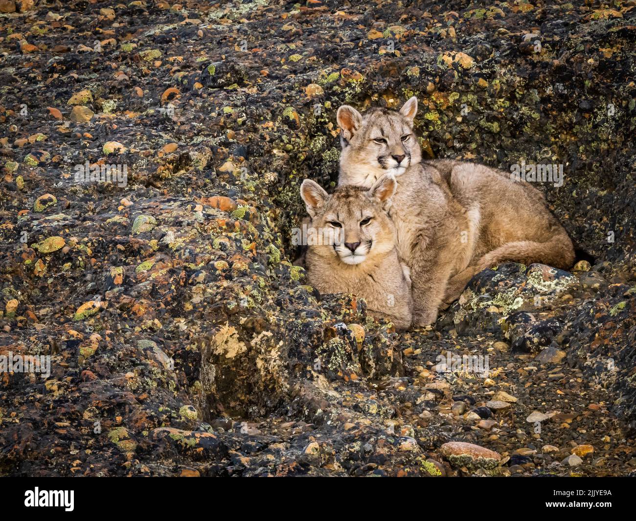 Tracking in patagonia hi-res stock photography and images - Alamy