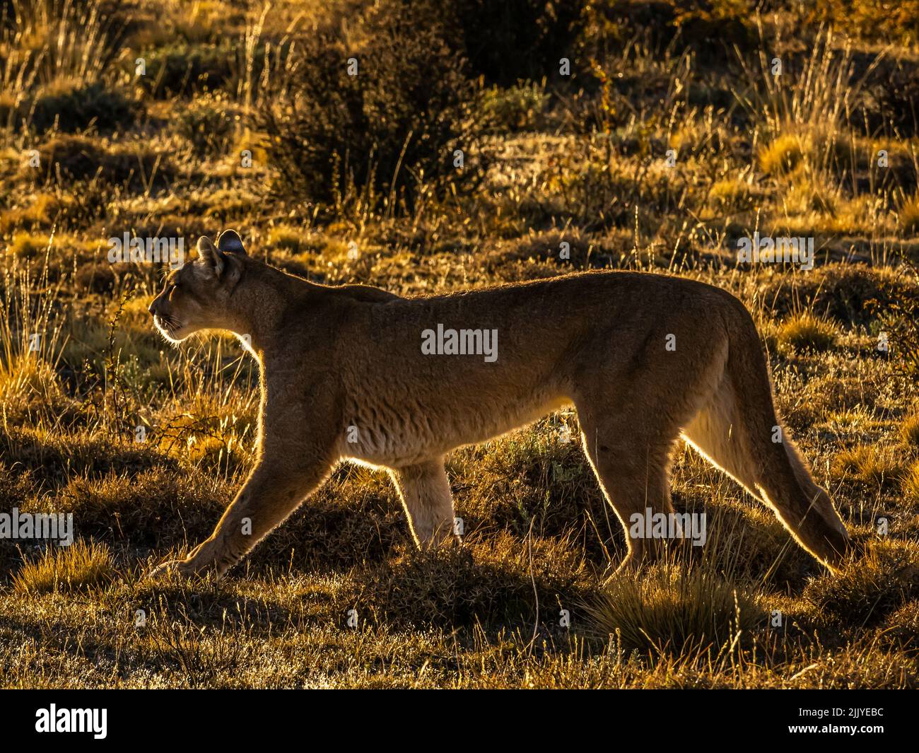 On the prowl, Hunting, Puma (Puma concolor), Torres del Paine National ...