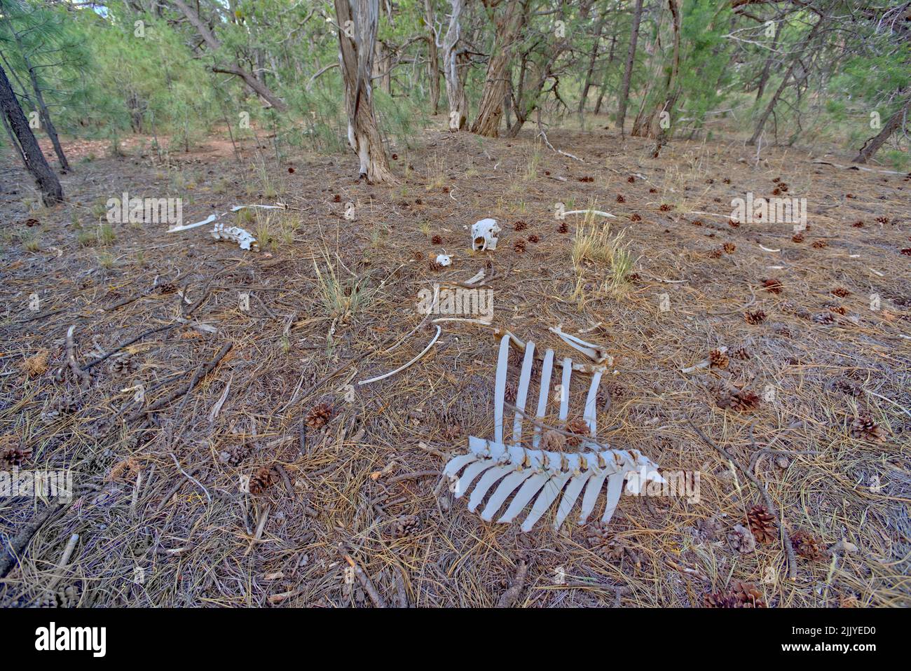 Old decayed bones of an animal that died in Grand Canyon National Park ...
