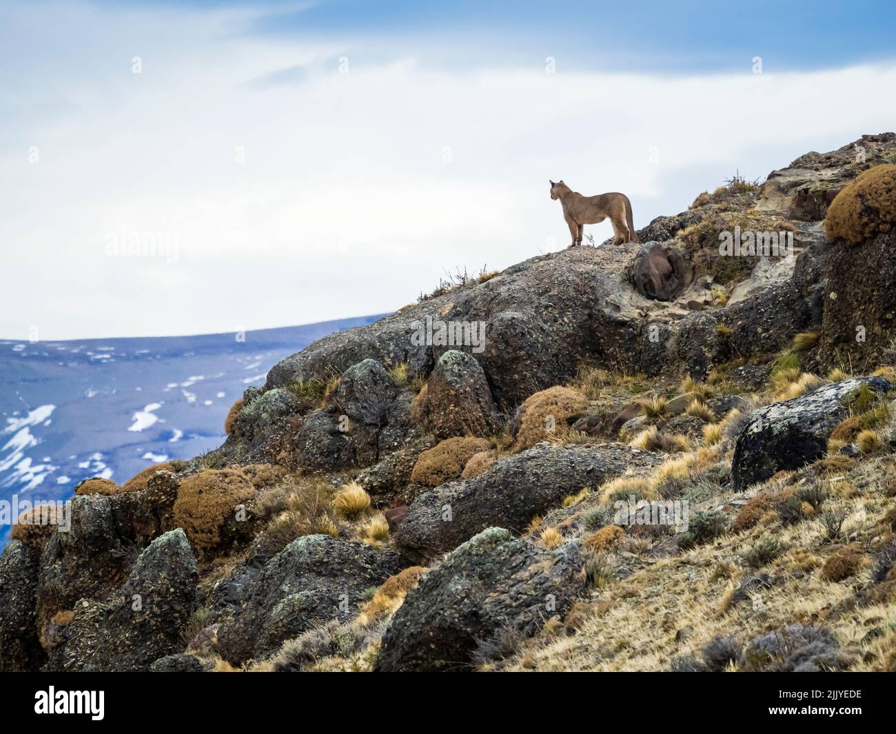 On the lookout, Puma (Puma concolor), Torres del Paine National Park ...