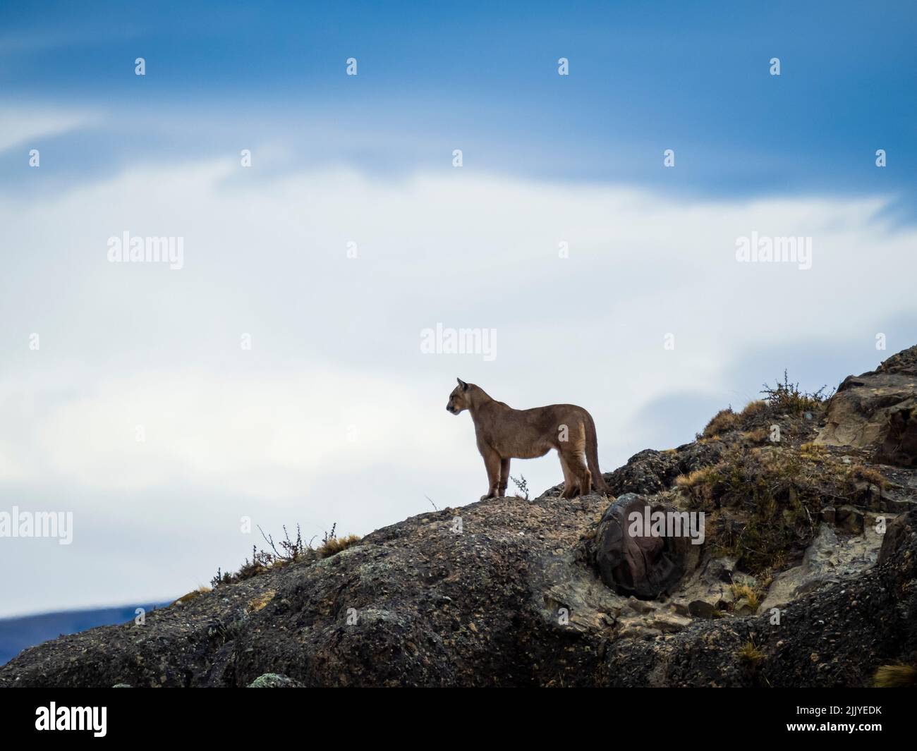On the lookout, Puma (Puma concolor), Torres del Paine National Park ...