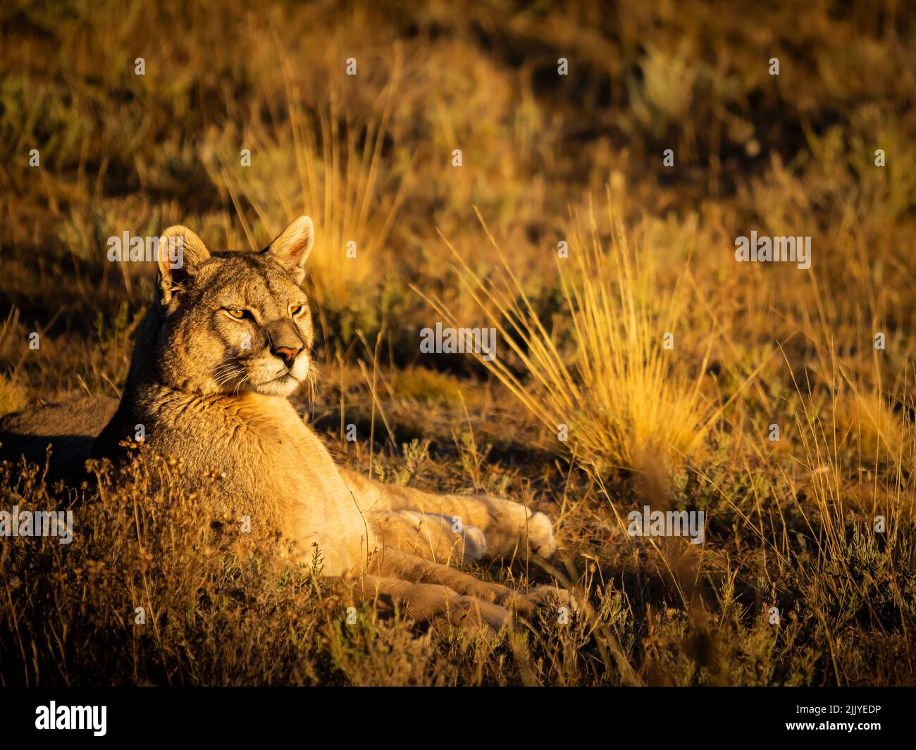 Alert at sunset, Puma (Puma concolor), Torres del Paine National Park ...