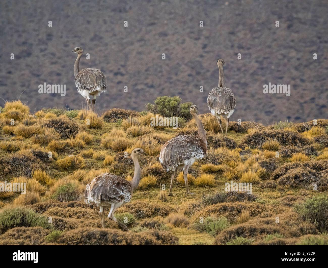 Great American Rheas (Rhea americana), Torres del Paine National Park ...