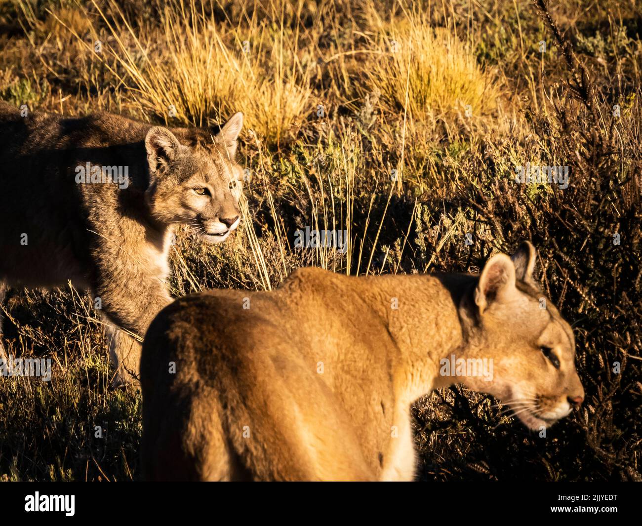 Mom and kitten, Pumas (Puma concolor), Torres del Paine National Park ...