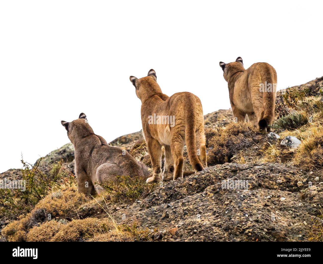 Pumas (Puma concolor), Torres del Paine National Park, Patagonia, Chile ...